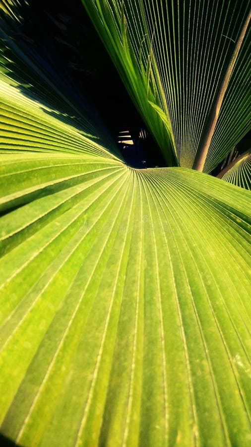 Coco leaf stock image. Image of coconut, leaf, tree, coco - 84287339