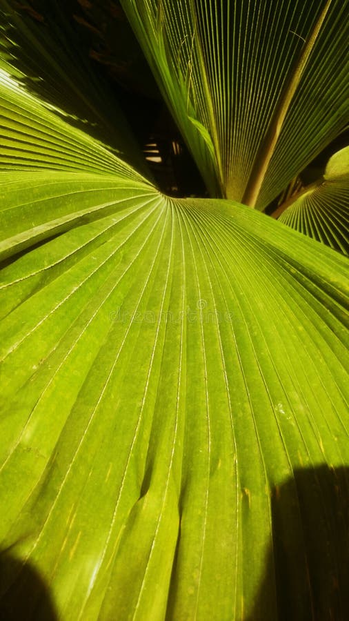 Coco leaf stock photo. Image of arecales, green, flora - 84290068