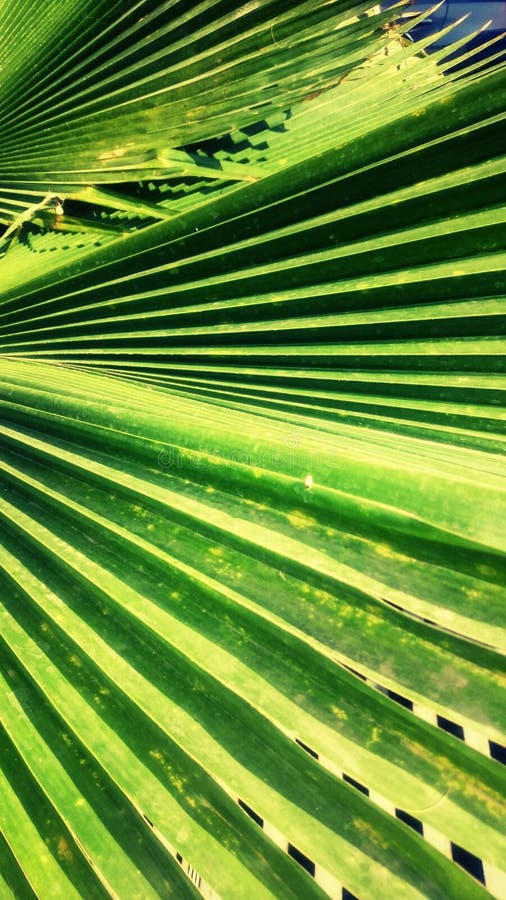Coco leaf stock photo. Image of coconut, leaf, coco, tree - 84325310