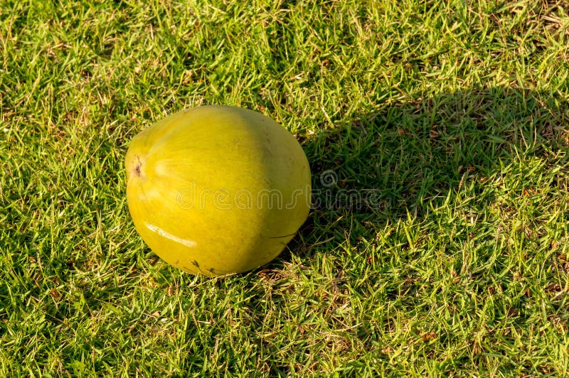Coco Na Grama. Coco Fechado Foto de Stock - Imagem de fundo, tropical ...
