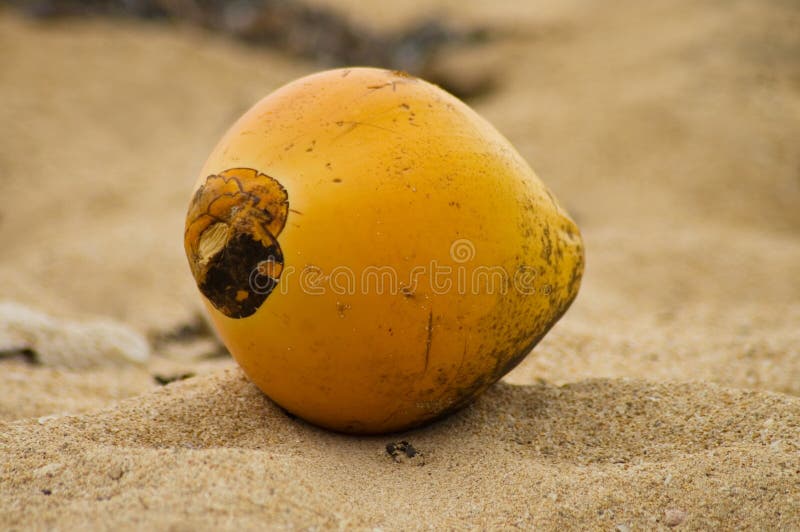 Coco na praia imagem de stock. Imagem de nave, praia, coco - 4631991