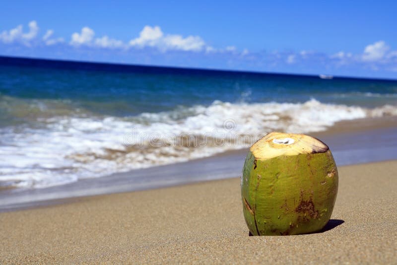 Coco na praia do oceano imagem de stock. Imagem de fresco - 13493503