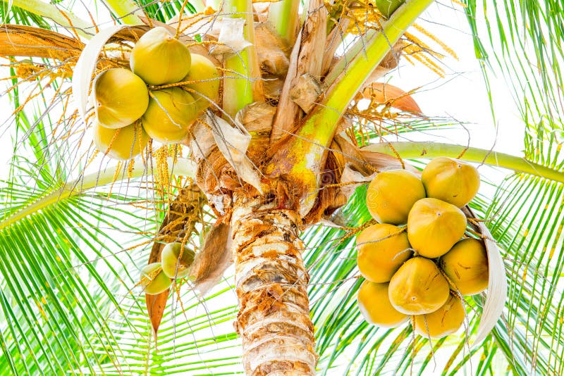 Coco Nut Tree with Ripped Fruits Stock Photo - Image of nutrition ...