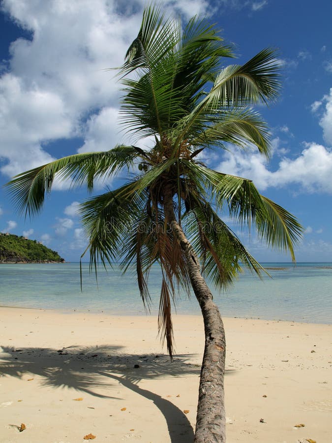 Coco Palm stock photo. Image of coast, islands, shadow - 23198678
