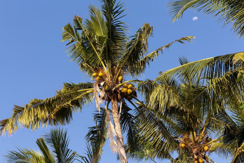 Coco-palm Boom Met Gele Noot Stock Afbeelding - Image of kleur ...