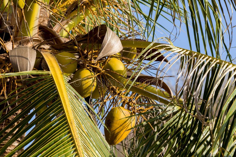 Coco-palm Tree with Yellow Nut Stock Image - Image of background ...