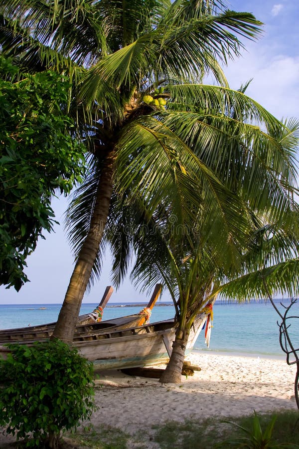 Coco Palms On The Beach Picture. Image: 6288185