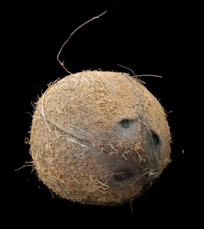 Coco Peludo Com Fundo Isolado Preto Imagem de Stock - Imagem de marrom ...
