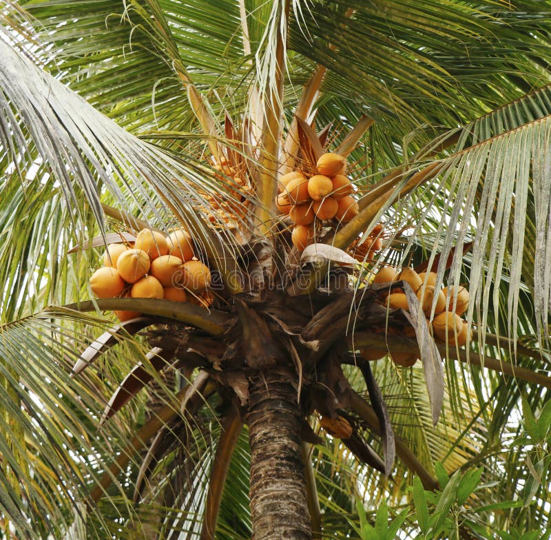 Coco Verde Tierno Aislado De Fondo Blanco Imagen de archivo - Imagen de ...