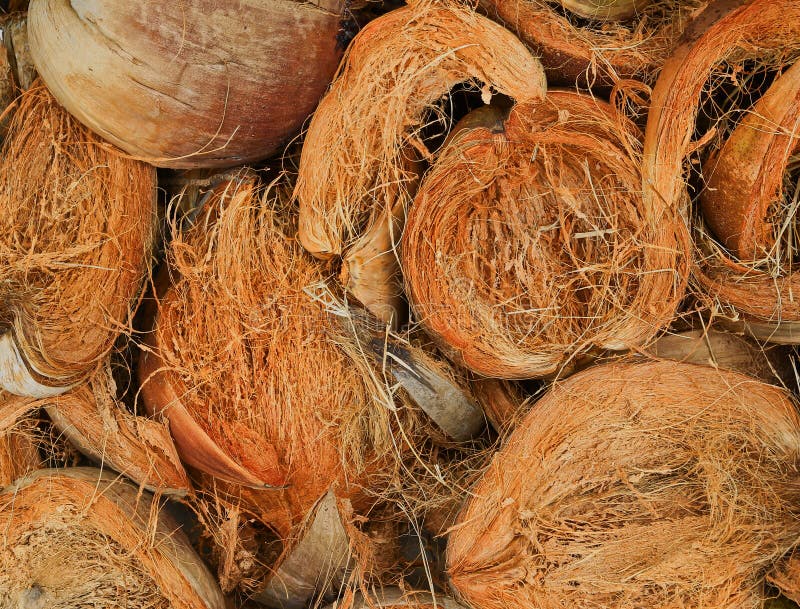 Coco seco foto de archivo. Imagen de palma, pedazos, seco - 19286252