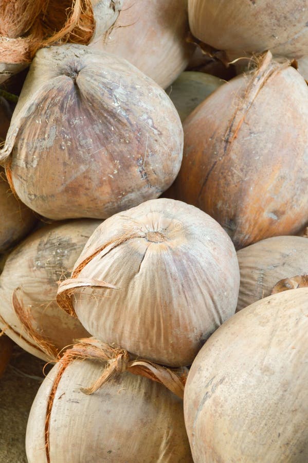 Coco seco foto de stock. Imagem de terra, assoalho, cimento - 60669862