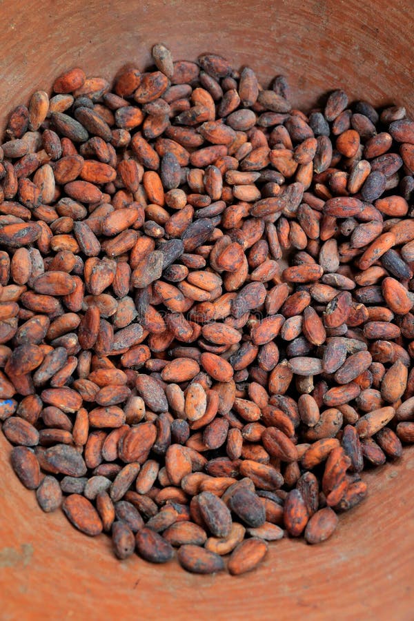 Coco seed stock image. Image of bean, brown, chocolate - 56146467