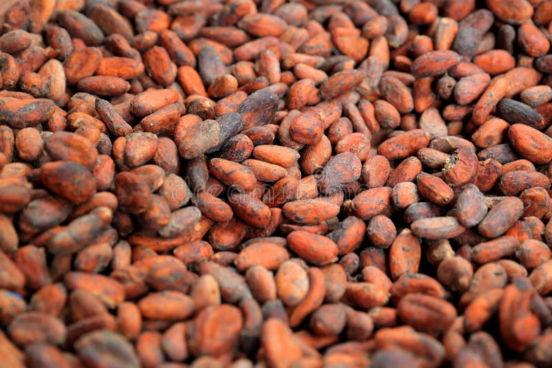 Coco seed stock photo. Image of ingredient, brown, fresh - 65719402
