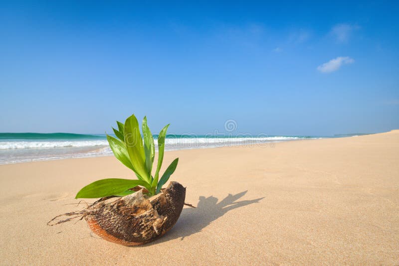 Coco on the shore stock photo. Image of beach, coco, ocean - 52272514