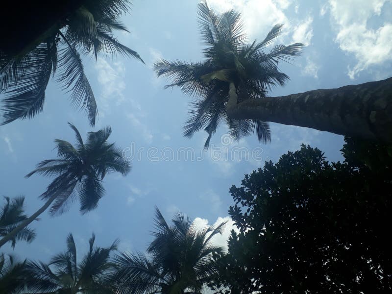 Coco Sky Srilanka ..paradise is Hear Stock Image - Image of enjoy, coco ...