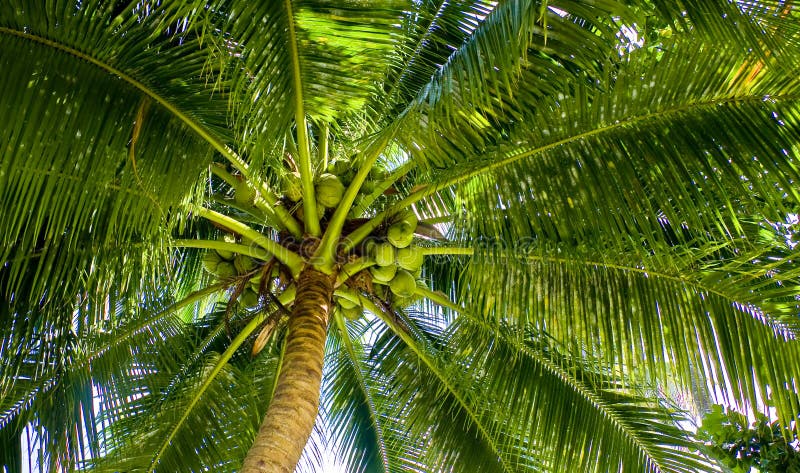 Coco Tree from Below Looked at Stock Image - Image of escape, solitude ...