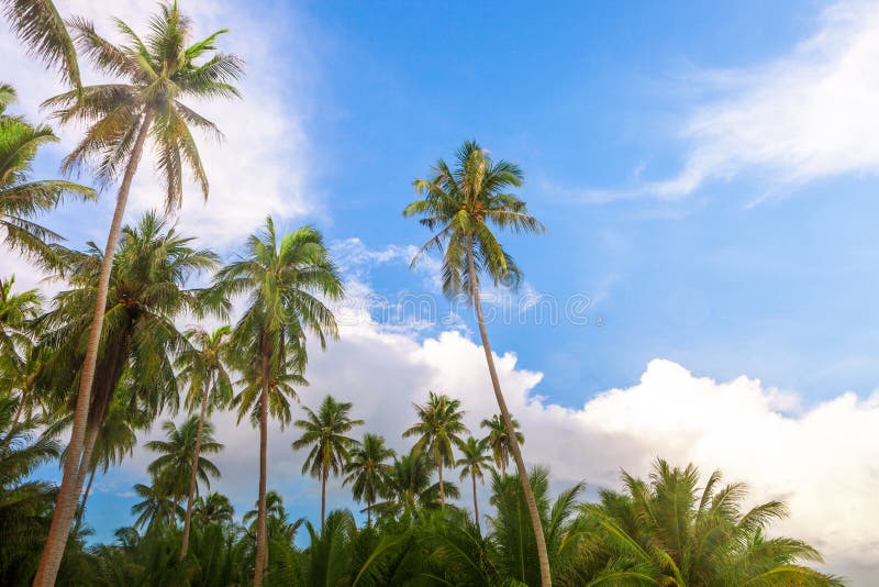 Coco tree stock photo. Image of idyllic, bule, coco, exoticism - 32369368
