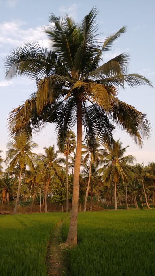 Coco tree stock image. Image of jungle, woodland, garden - 186777269