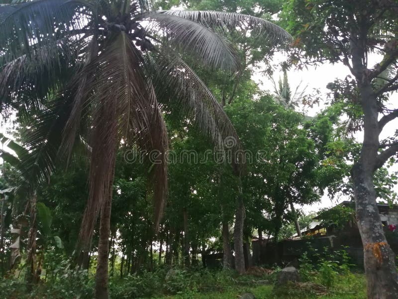 Coco tree stock image. Image of jungle, woodland, garden - 186777269