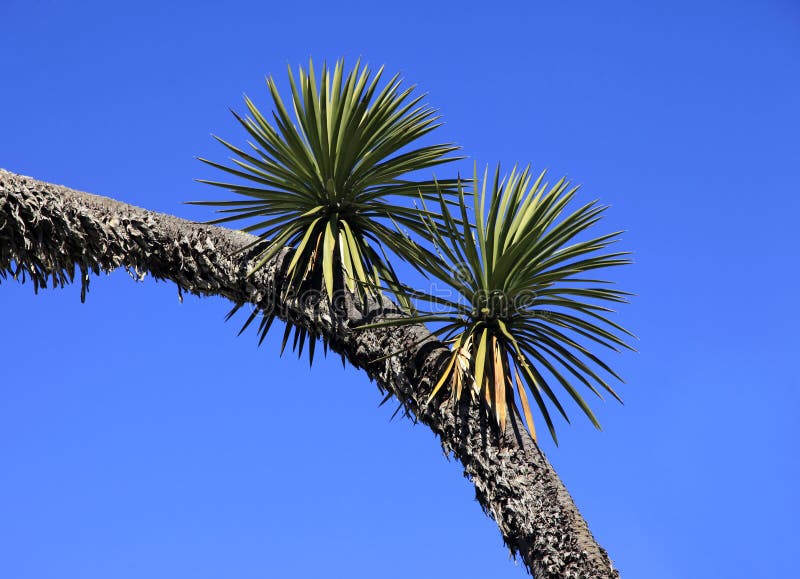 Coco-trees stock image. Image of coconut, remote, india - 28892429