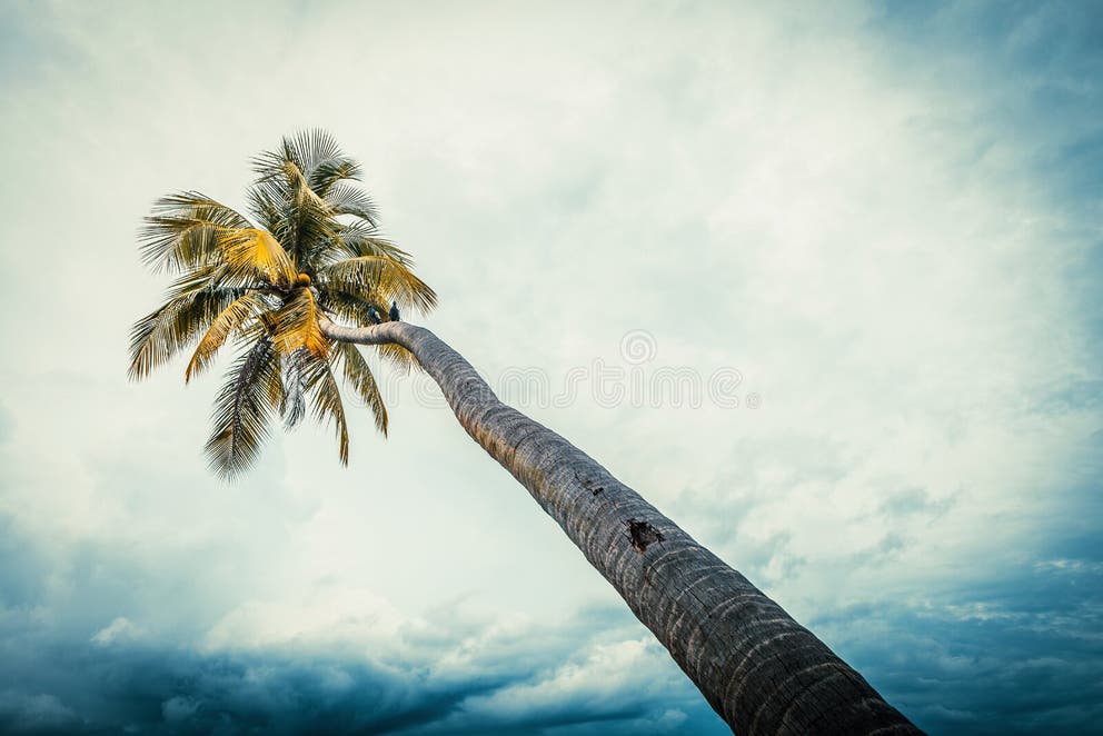 Coco trees on the beach stock photo. Image of leaf, horizontal - 32362306