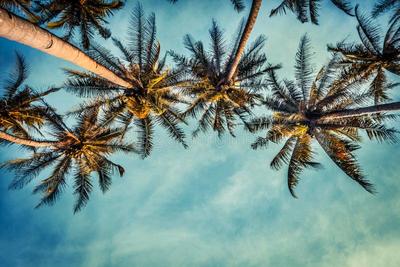 Coco trees stock image. Image of leaf, tropical, sunshine - 32368741