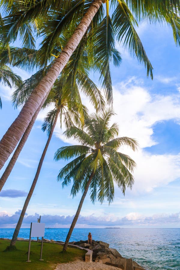 Coco trees stock image. Image of arecales, water, coast - 32369161