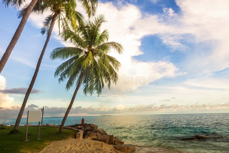 Coco trees stock image. Image of sunlight, ocean, leaf - 32369193
