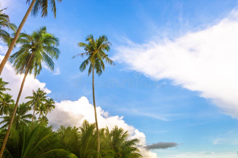 Coco trees stock photo. Image of sunlight, horizontal - 32369234