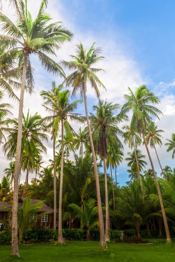 Coco trees stock photo. Image of leaf, arecales, vegetation - 32369480