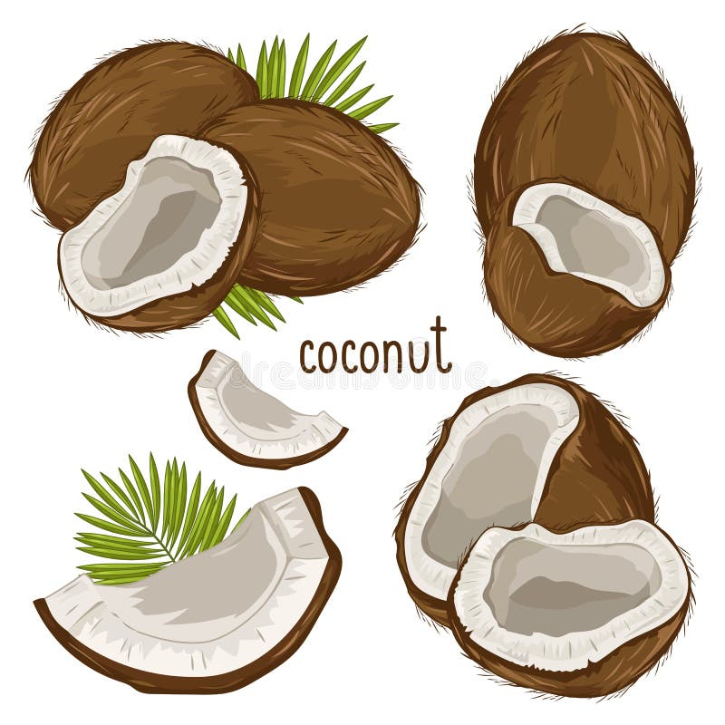 Coco, vector ilustración del vector. Ilustración de tropical - 65328635