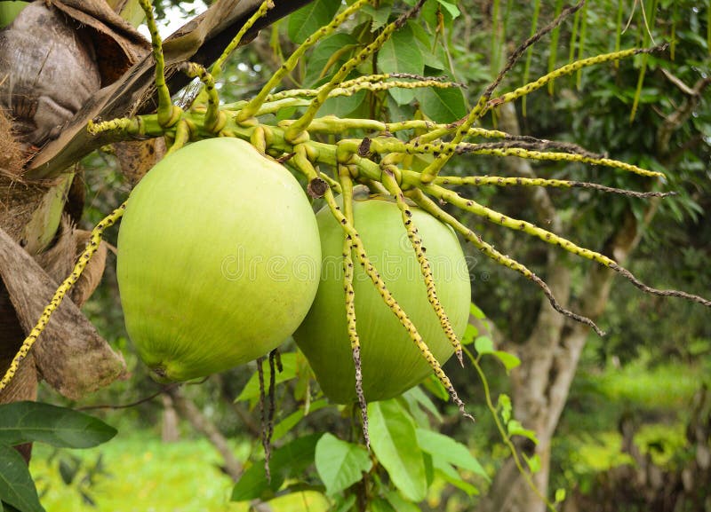 Coco verde imagen de archivo. Imagen de aplicaciones - 57382045