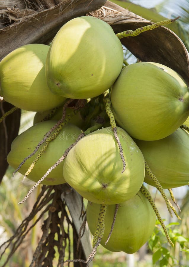 Coco verde imagen de archivo. Imagen de modelo, roto - 29757871