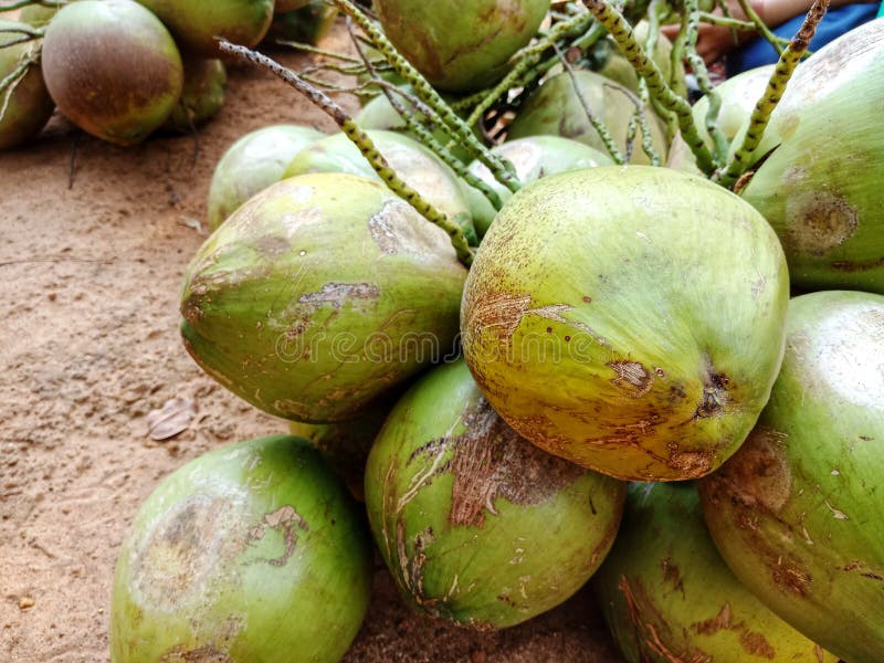 Coco verde joven foto de archivo. Imagen de frescura - 138789090