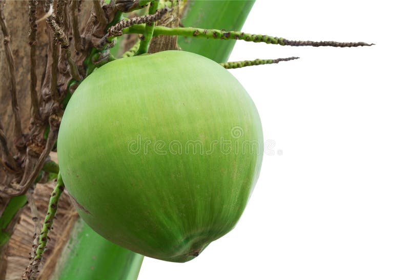 Coco verde na árvore imagem de stock. Imagem de backdrop - 40136151