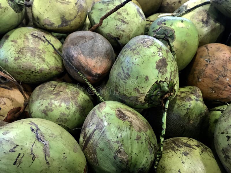 Coco verde foto de stock. Imagem de fresco, descascado - 142951282