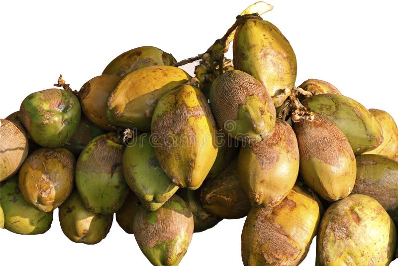 Coco Verde Tierno Aislado De Fondo Blanco Imagen de archivo - Imagen de ...