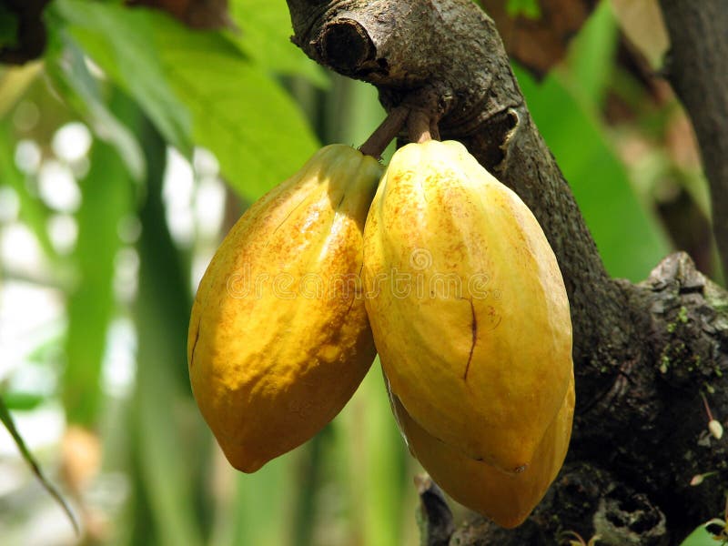 Cocoa beans stock photo. Image of orange, chocolate, brazil - 6775280