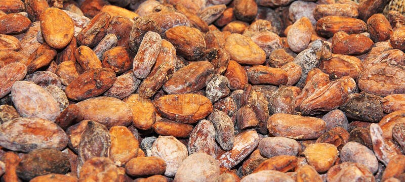 Cocoa stock image. Image of calorie, healthy, cocoa, growth - 26786743