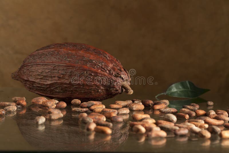 Cocoa bean pods stock photo. Image of grenada, golden - 24999874