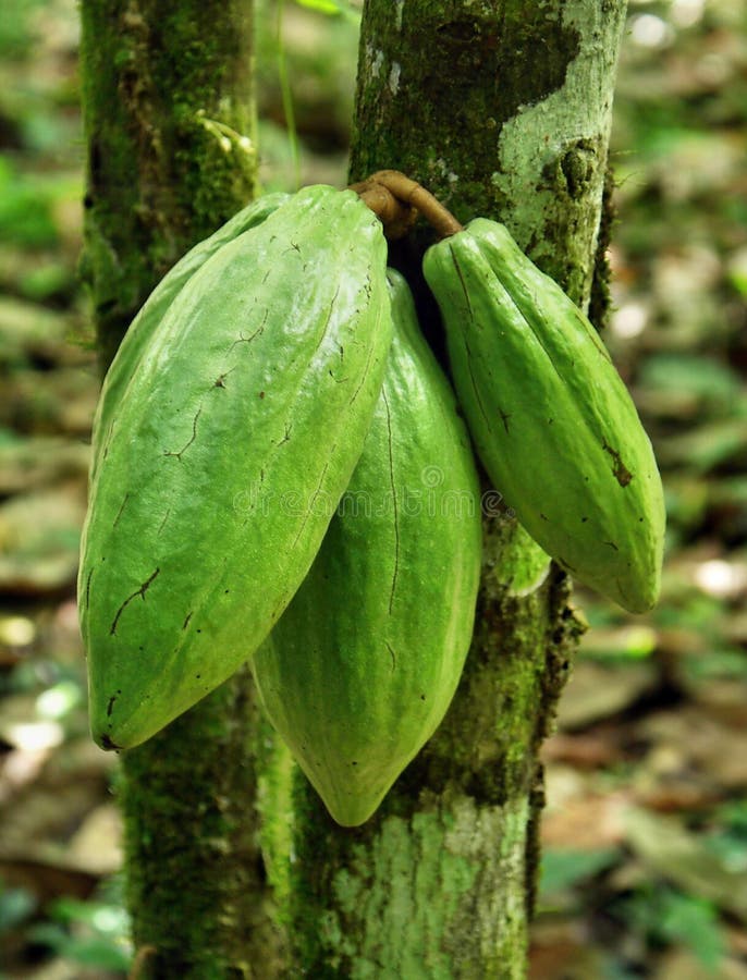 Cocoa bean. stock photo. Image of forest, fruit, nature - 8712934