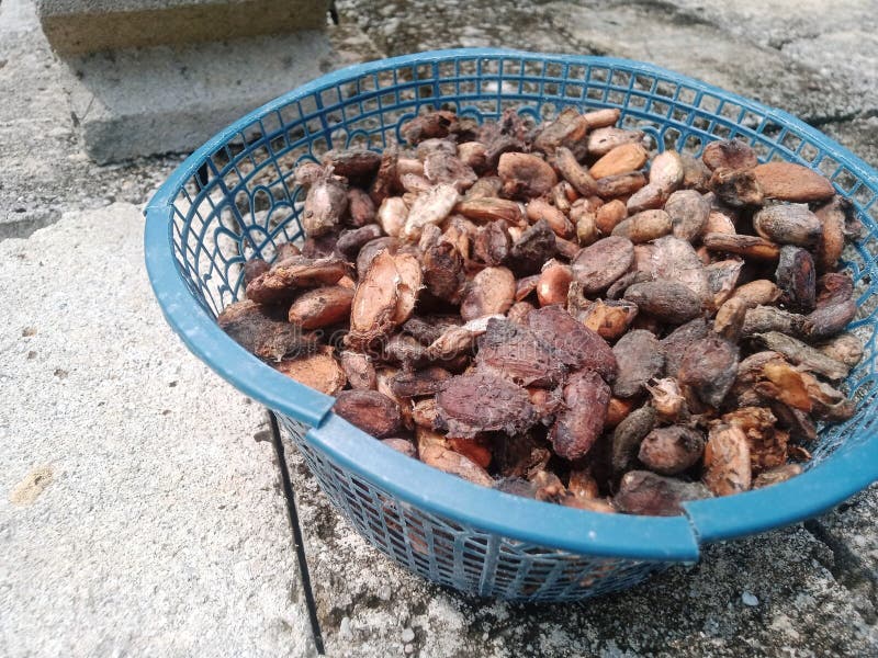 Cocoa bean fruit stock image. Image of breakfast, meat - 288481431