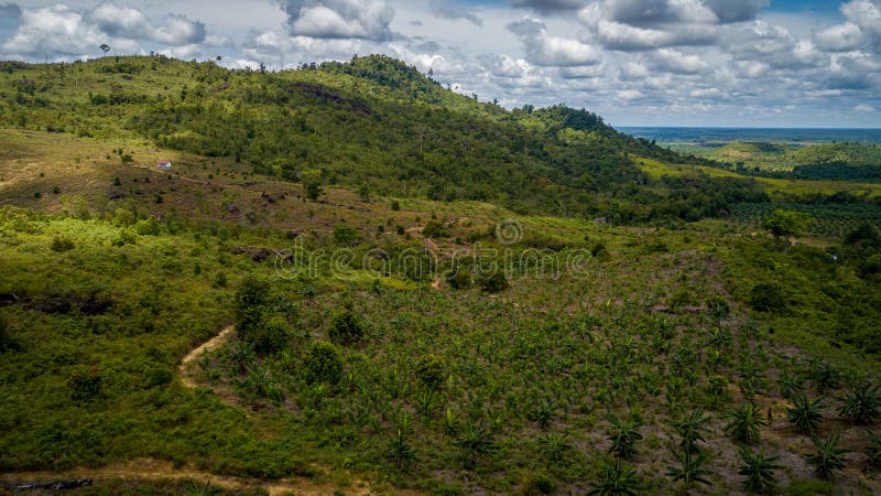 Cocoa Plantation. Indonesia Cocoa Aerial View Editorial Stock Image ...