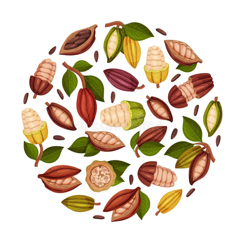 Cocoa Bean Round Composition Design with Brown Pod and Green Leaf ...