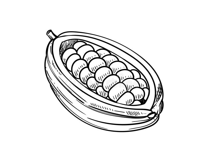 Cocoa Bean Seed Hand Drawn Sketch. Cooking Ingredient for Chocolate ...
