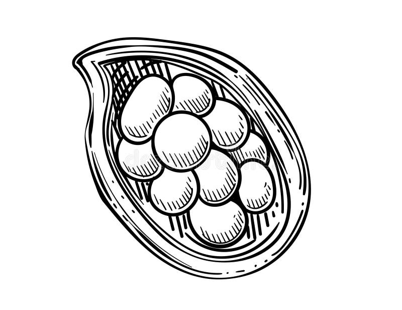 Cocoa Bean Seed Hand Drawn Sketch. Cooking Ingredient for Chocolate ...