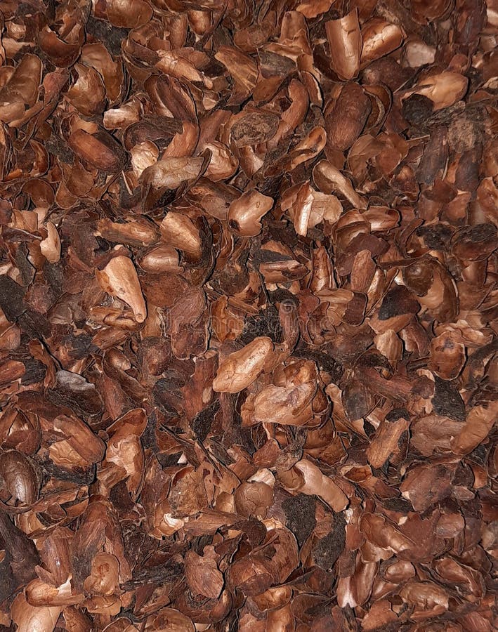 Cocoa bean shell stock image. Image of snack, shell - 214588133