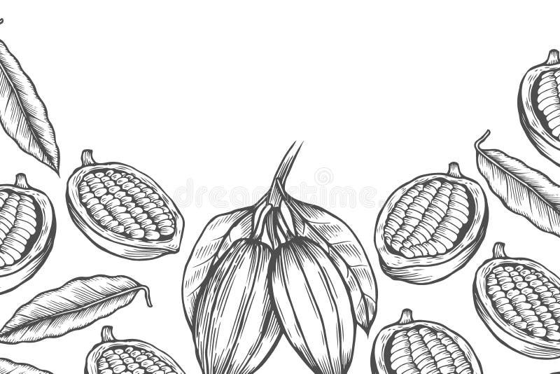 Cocoa Bean Tree Design Template Stock Vector - Illustration of isolated ... Cocoa Bean Tree Design Template Stock Vector - Illustration of isolated ...