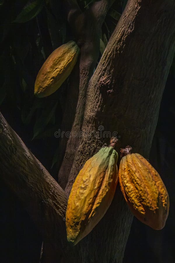 Cocoa Bean on the Tree in the Tropical Climate Stock Photo - Image of ...
