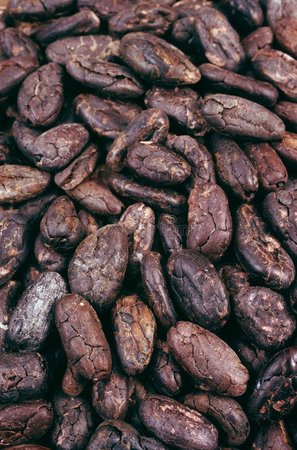 Cocoa beans stock photo. Image of chocolate, agriculture - 8981344